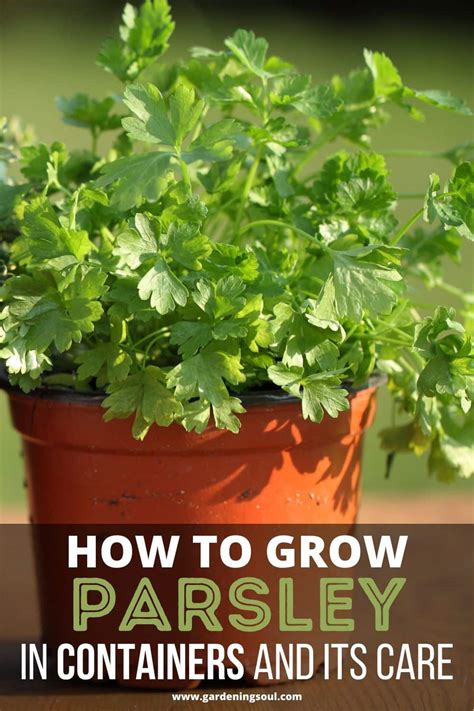 How To Grow Parsley In Containers And Its Care