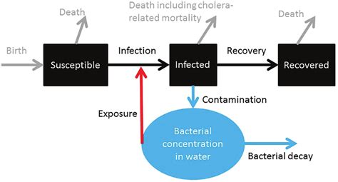 Cholera Transmission Diagram Cholera In Times Of Chaos