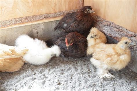 Could She Be A Roo Partridge Rock Backyard Chickens Learn How To