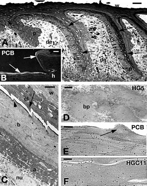 Regenerating Scales With Immunostaining For Beta Layers A Light