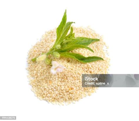 흰색 배경에 고립 된 꽃과 씨앗이있는 참깨 식물 0명에 대한 스톡 사진 및 기타 이미지 0명 깨 꽃 식물 Istock