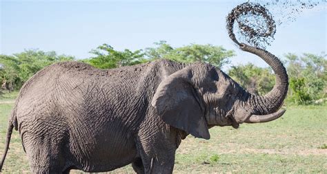 one click upgrade your postgresql to version 10 1 now available