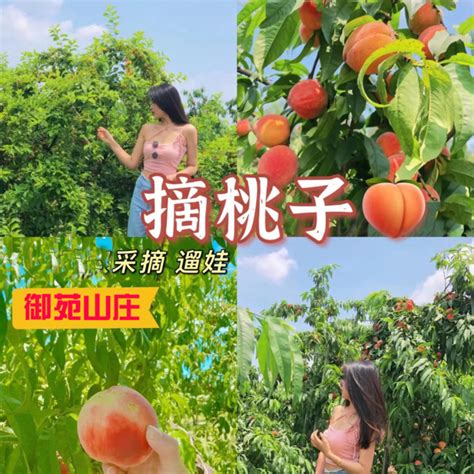成都龙泉枇杷沟采摘 枇杷采摘 大山谷图库