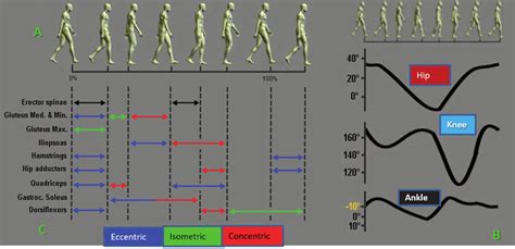 Kinematics And Kinetics Of The Normal Gait Download Scientific Diagram