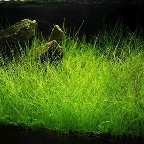 Dwarf Hair Grass Minipura Aqua