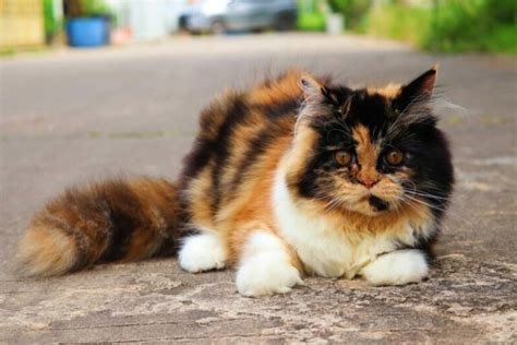 10 Long Haired Tortoiseshell Cat Breeds With Info And Pictures Hepper