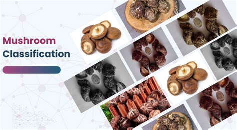 Essential Data Collection For Research And Analysis