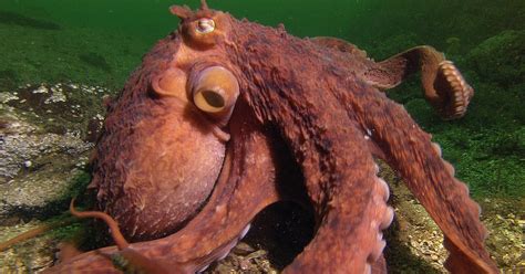 Octopus Steals Mans Crab Catch And Escapes Thrillist