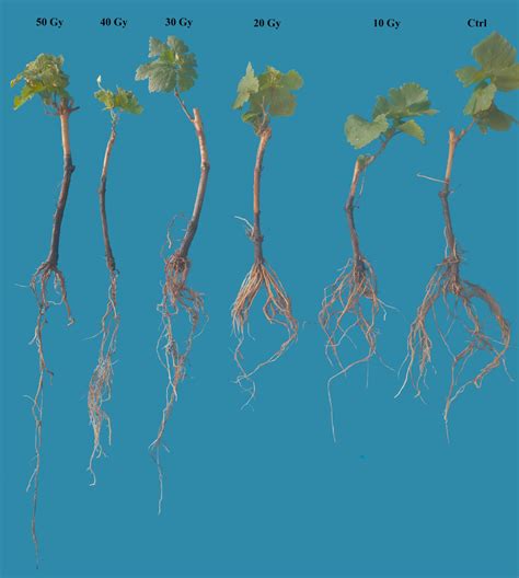 The Negative Effect Of Different Gamma Irradiation Doses On