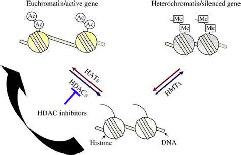 Modifications Of Histone Tails Influence Gene Expression Through Download Scientific Diagram
