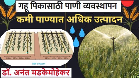 गहू पाणी नियोजन गहू पीक पाणी व्यवस्थापन गहू पिकाचे पाणी व्यवस्थापन