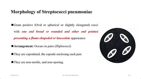 Streptococcus Species Youtube