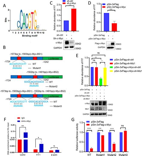 Fit Is Transcriptionally Regulated By C Myc A Sequence Logos Of C Myc