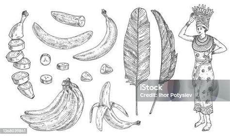 바나나로 설정합니다 전체 절반 껍질을 벗기고 껍질을 벗기지 않은 과일 빈티지 벡터 인그레이빙 가까운에 대한 스톡 벡터 아트 및