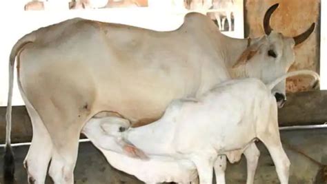 Learn About Natural Breeding In Cows Ghomoo