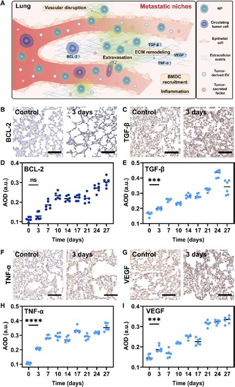 Ihc Analysis A Schematic Diagram Of Metastatic Niches B C F And