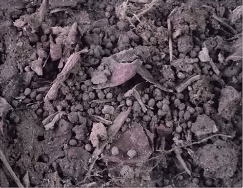 Scheme 2 Photograph Of Vermicompost Soil With Casts Formed By The