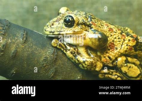Toad Tree Stock Videos And Footage Hd And 4k Video Clips Alamy