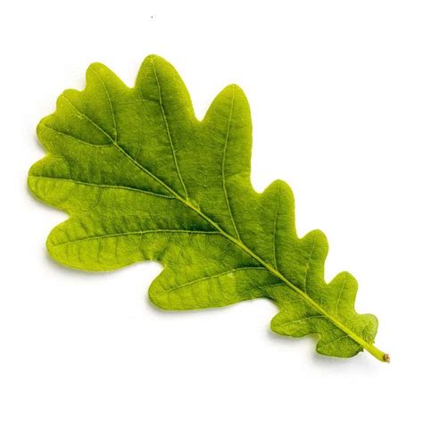 Oak Leaf Identification