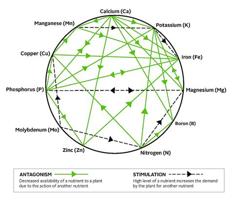 Nutrient Nutrient Interactions At Margaret Burgin Blog