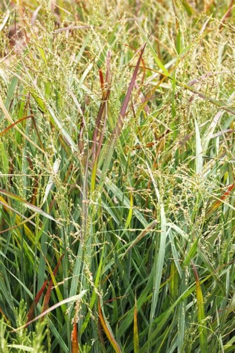 Heavy Metal Blue Switch Grass Pahls Market Apple Valley Mn