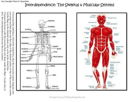 IB PYP Human Body Science Unit Of Inquiry Who We Are By Susan Powers