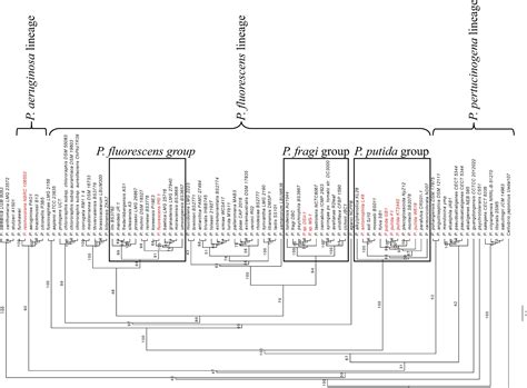 Isolation Characterization And Genetic Manipulation Of Cold Tolerant Manganese Oxidizing