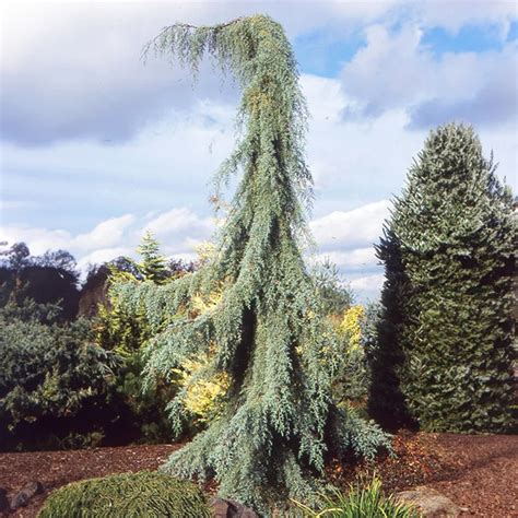 Raywoods Weeping Arizona Cypress For Sale Online The Tree Center