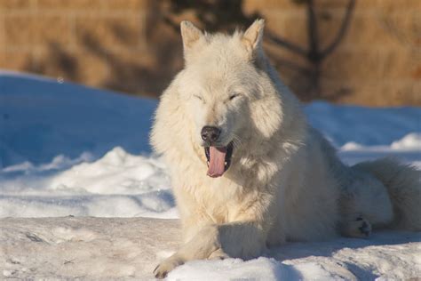 Arctic Wolf Grizzly And Wolf Discovery Center 2019 12 23 Imgp8124