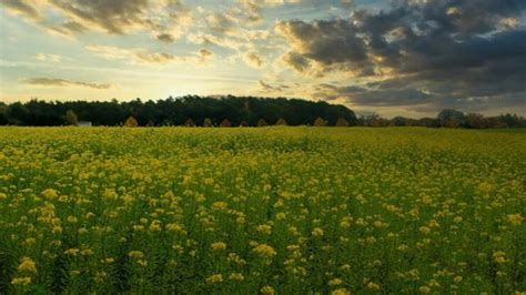 Agricoltura biodinamica cos è e come funziona
