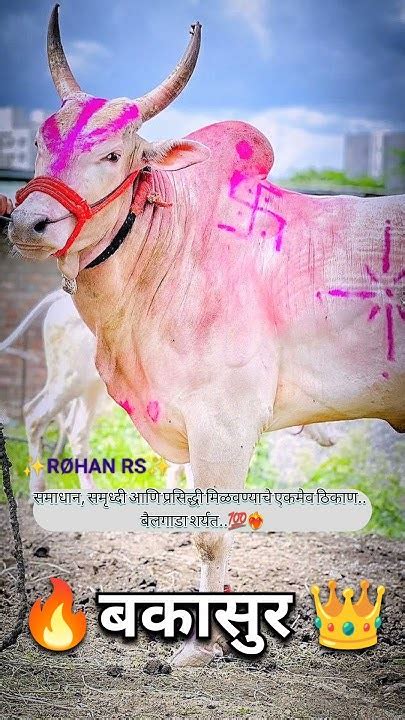 👑bakasur🔥 Bailgada Sharyat Status🥰 Bailgadasharyat Bakasur