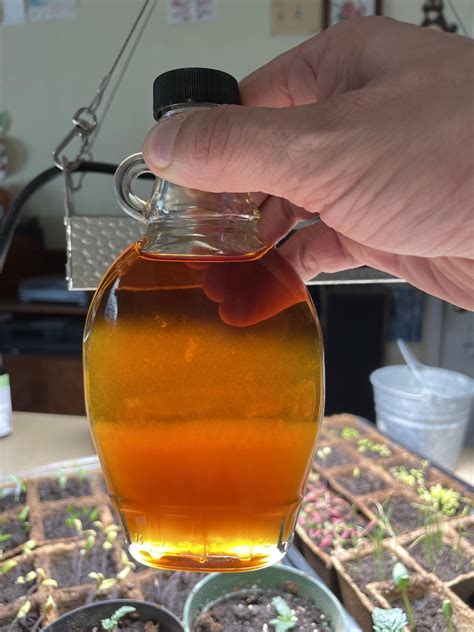 Cloudy Maple Syrup Filtering Advice Rmaplesyrup