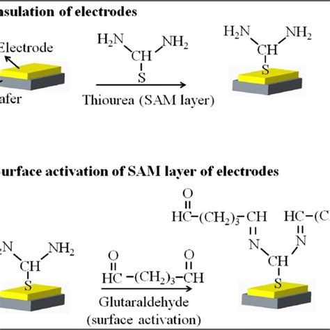 A Schematic Of The Interdigitated Electrode Model With Active Top
