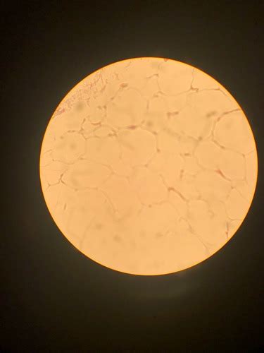 Lab Practical Flashcards Quizlet