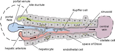 File Liver Structure Cartoon Embryology