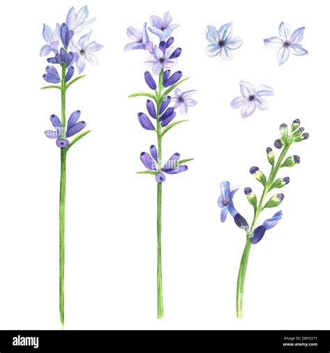 Hand Drawn Watercolor Illustration Beautiful Blue And Lilac Lavender