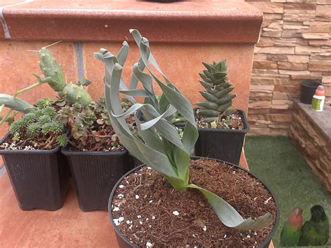 La casa de los cactus: Albuca spiralis