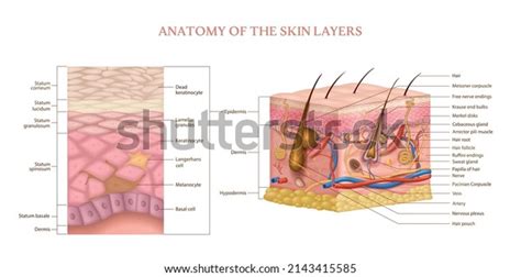Vektor Stok Anatomical Structure Human Skin Layers Cross Tanpa Royalti