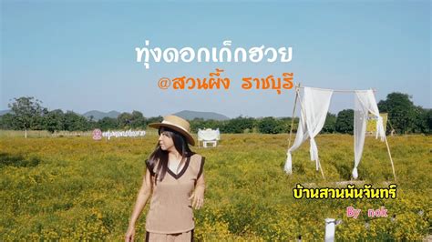 ทุ่งดอกเก็กฮวย สวนผึ้ง ราชบุรี ที่เที่ยวสวนผึ้ง ทุ่งดอกเก็กฮวย สวน