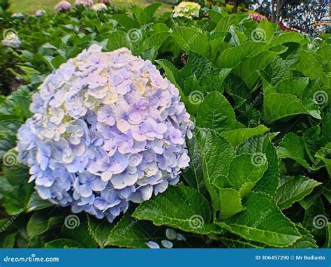 A Very Beautiful Blue Hydrangea Bokor Panca Color Hydrangea Macrophylla Blue Stock Photo