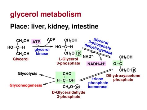 Ppt Chapter 5 Metabolism Of Lipids Powerpoint Presentation Free