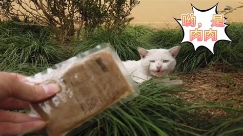 流浪猫：只要播放量超过1，他就带我回家，喵生幸福就靠大家了！ Youtube