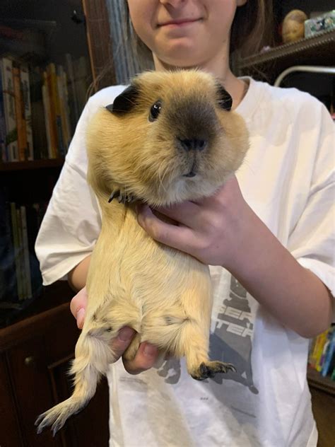 Создать мем морские свинки породы куи морская свинка порода морская свинка Картинки Meme