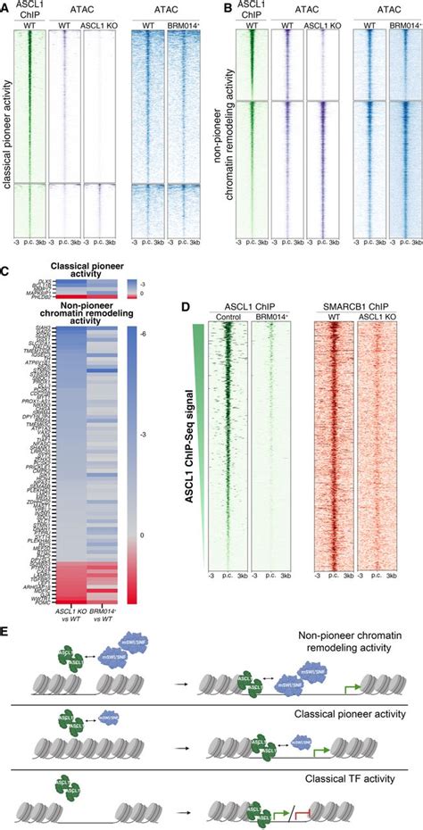 Pioneer Factor Ascl1 Cooperates With The Mswisnf Complex At Distal