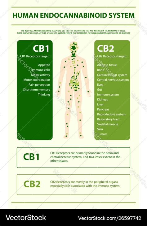 Human Cannabinoid System Vertical Infographic Vector Image