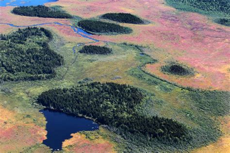 Nova Scotia Is Racing To Protect Its Fragile Moose Sex Corridor