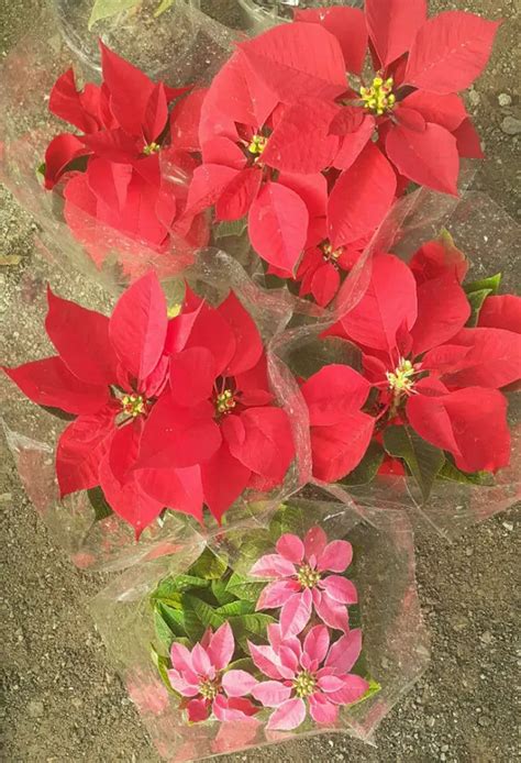 گل بنت قنسول علت ریزش برگ گل بنت و شرایط نگهداری و درمان