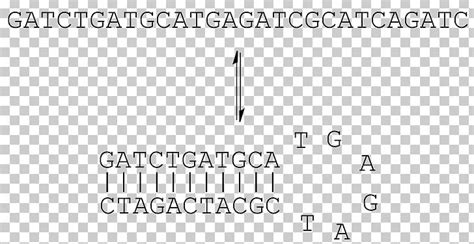 Stem Loop Oligonucleotide Dna Rna Protein Secondary Structure Png Clipart Angle Black Black