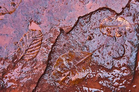 진흙 투성이의 갈색 돌 표면과 진흙으로 덮인 가을 단풍 트리오의 디테일 0명에 대한 스톡 사진 및 기타 이미지 0명 갈색 거친 Istock