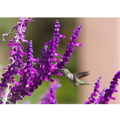 Planta Salvia Mexicana B24planta Salvia Mexicana B24